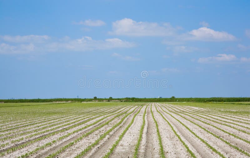 Cultivated field stock image. Image of blue, agricultural - 10007673