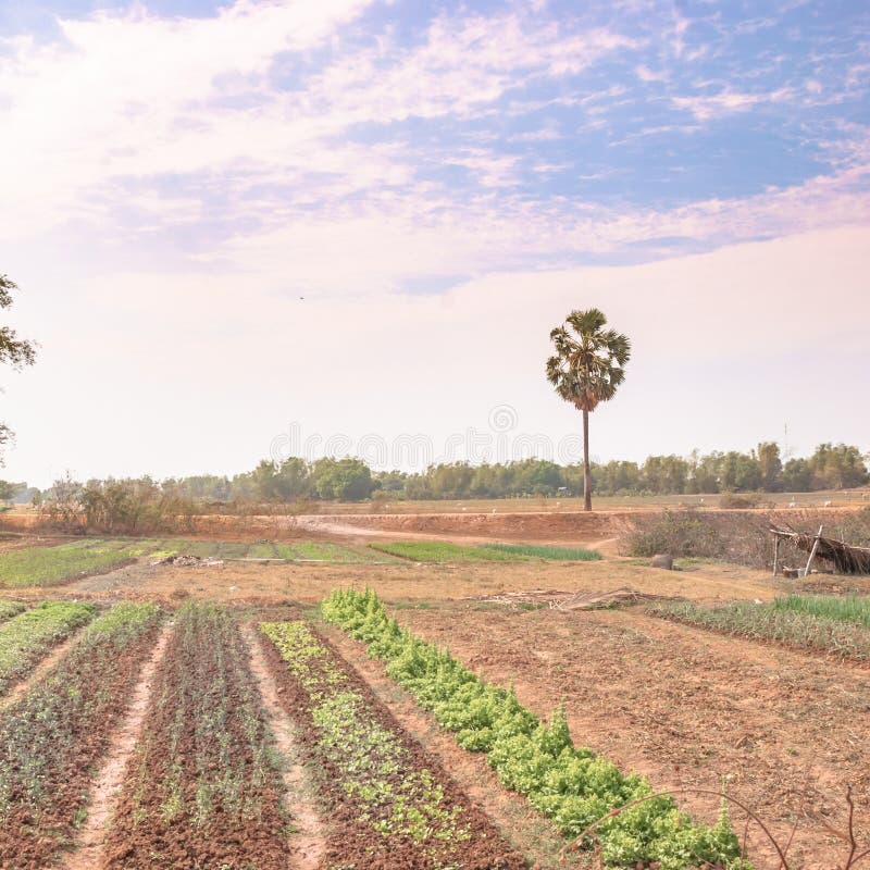 A cultivated field stock photo. Image of natural, work - 71626894