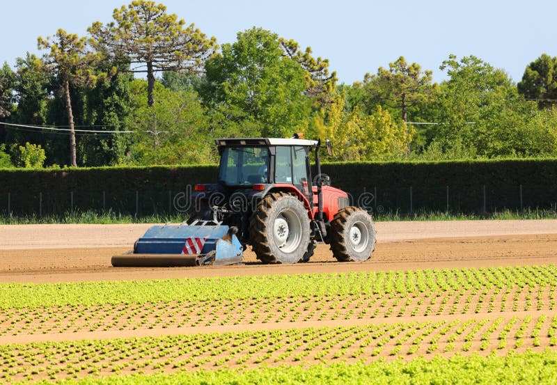 Cultivated Field of Fresh Green Lettuce in the Plain and the Tractor ...