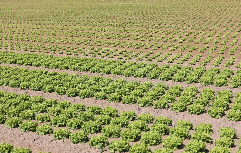 Cultivated Field of Fresh Lettuce on the Sandy Soil Stock Image - Image ...