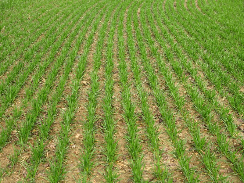 Cultivated field stock image. Image of cultivation, season - 89741029