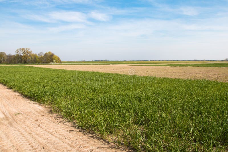 A Cultivated Field Growing Out of the Ground Stock Photo - Image of ...