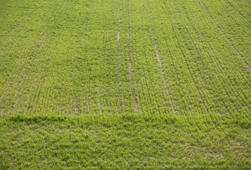 Field with Small Green Plants in Spring Stock Image - Image of ...
