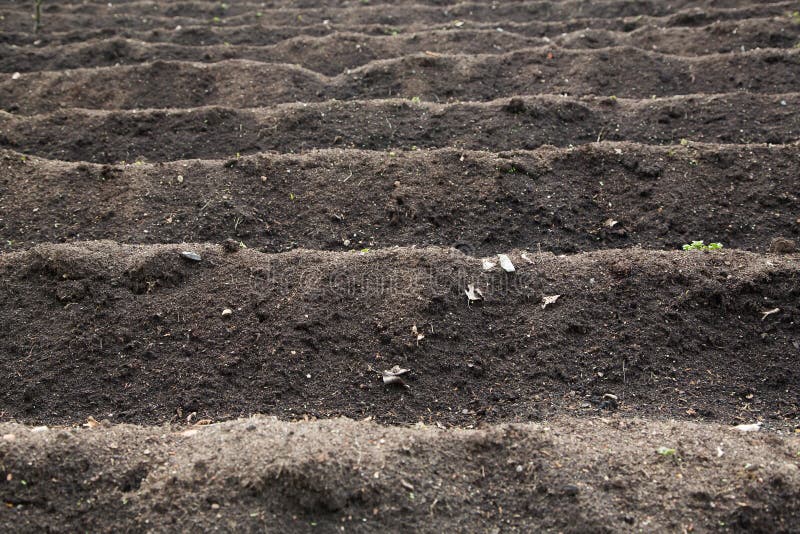 Cultivated Field Ready for Planting and Sowing Stock Photo - Image of ...