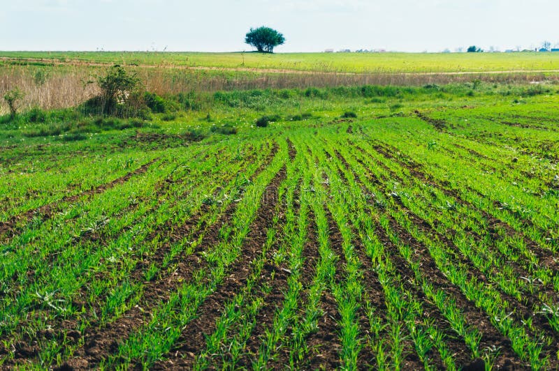 Cultivated field stock photo. Image of daylight, daytime - 62906500