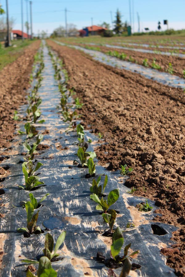 Cultivated field stock image. Image of colors, high, farming - 46014321