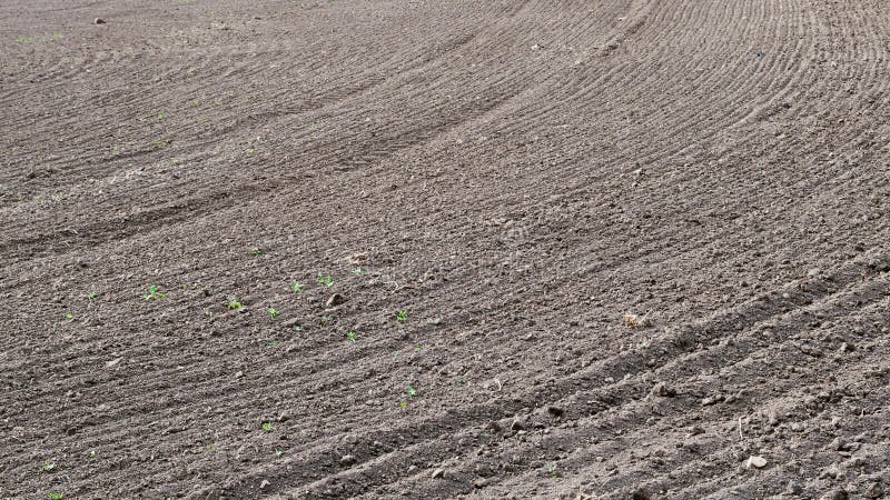 Cultivated Field Soil for Sowing. the Texture of the Ground Stock Image ...