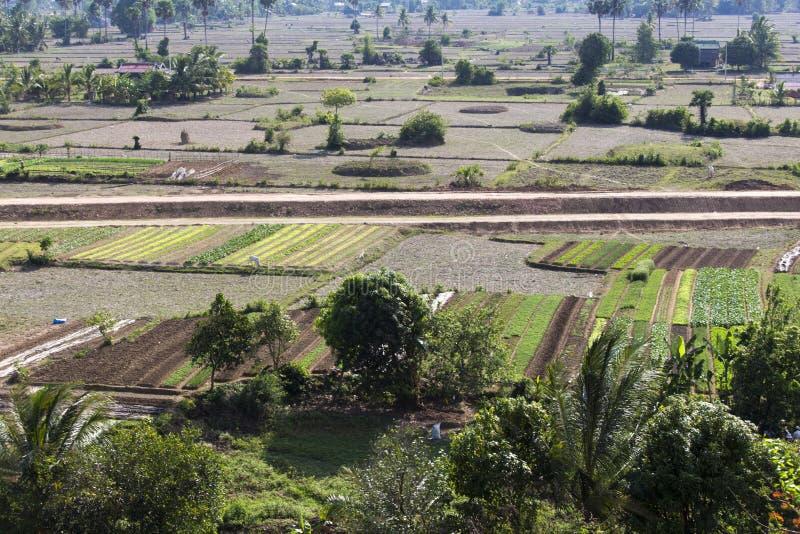 Cultivated Field in Vietnam Stock Photo - Image of ground, flycam ...