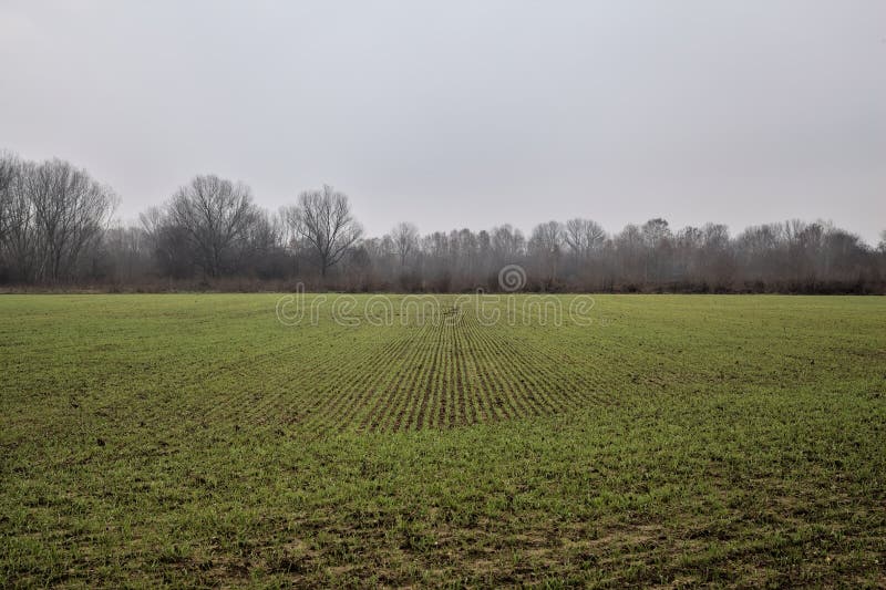 Cultivated Field in Winter with Corn Planted in Rows on a Cloudy Day ...