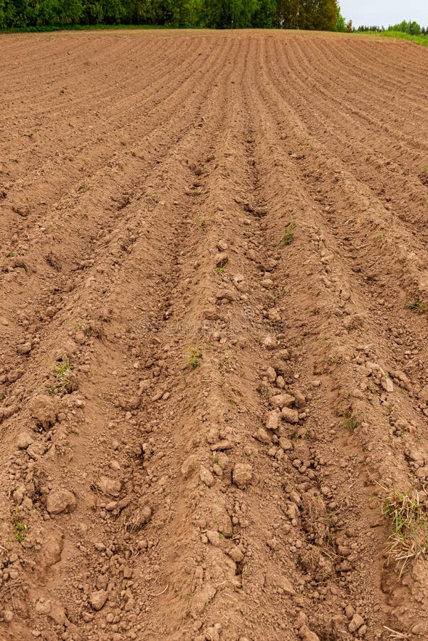 Cultivated Fields in Countryside with Dark and Wet Soil for Agriculture ...