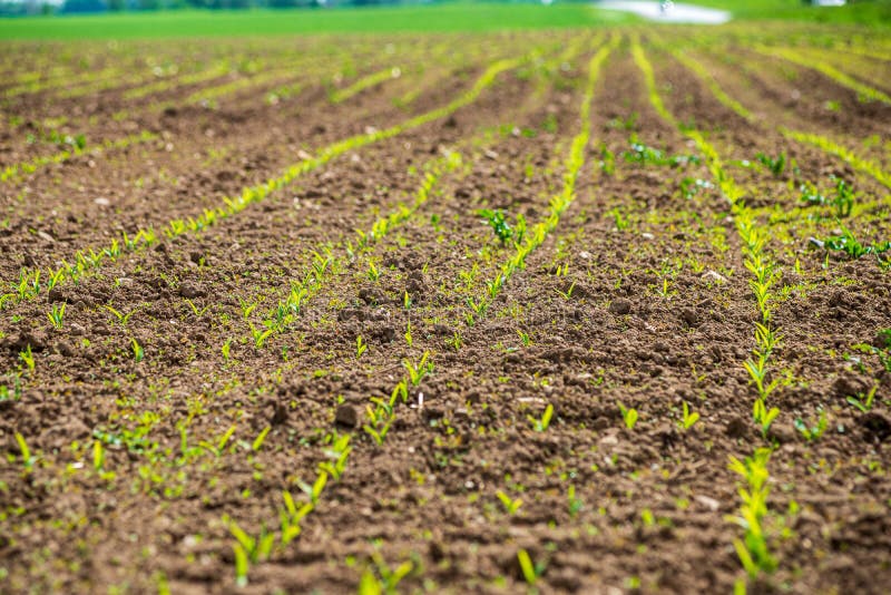 Cultivated Fields in Countryside with Dark and Wet Soil for Agriculture ...