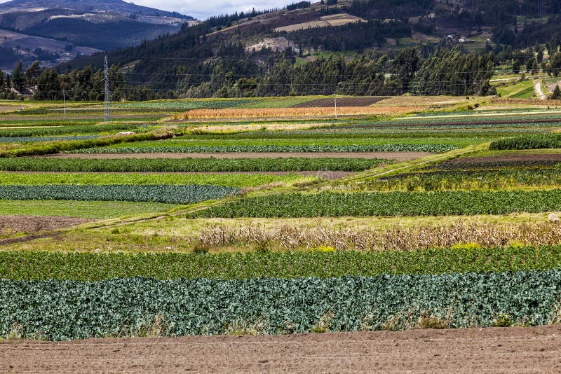 Cultivated fields stock photo. Image of land, rural, color - 70315694