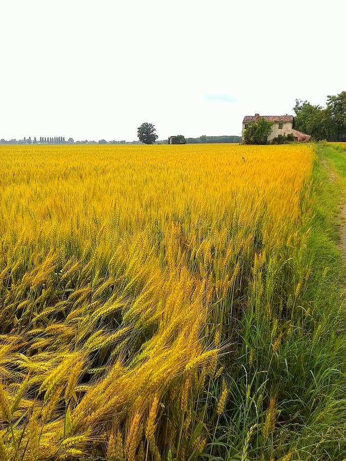Cultivated fields stock image. Image of cultivated, harvest - 72885165