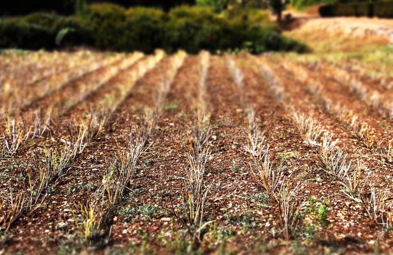 Cultivated fields stock photo. Image of earth, tilling - 45264432