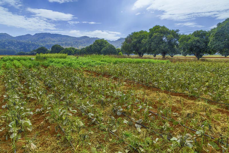 Cultivated green beans stock image. Image of dirt, crop - 88615131
