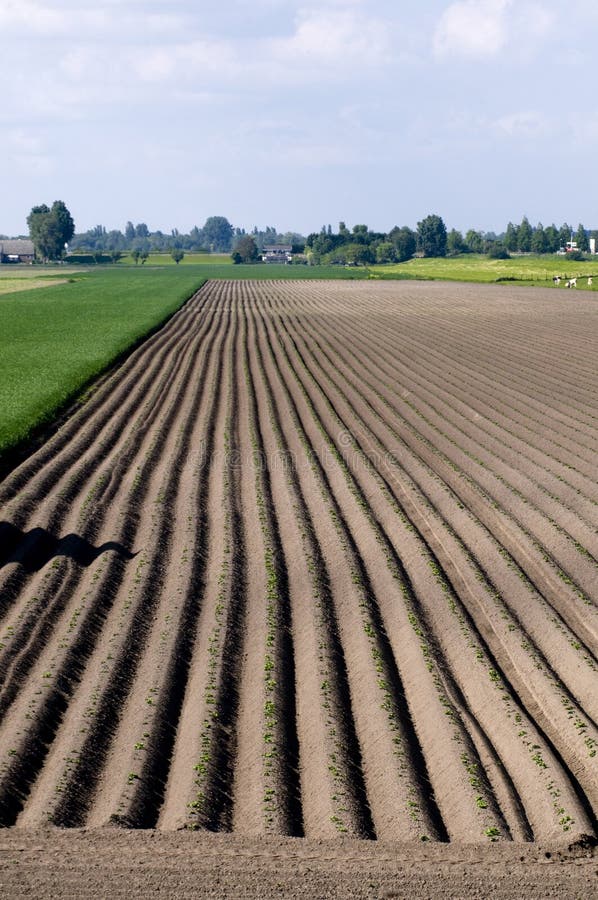 Cultivated land stock image. Image of grow, agranomy - 11027887