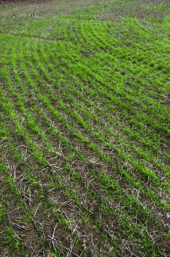 Cultivated Land stock photo. Image of farm, plant, green - 12286072