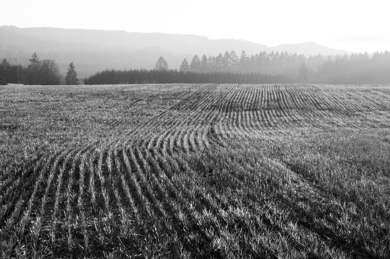 Cultivated Land stock image. Image of grow, knoll, green - 13446279