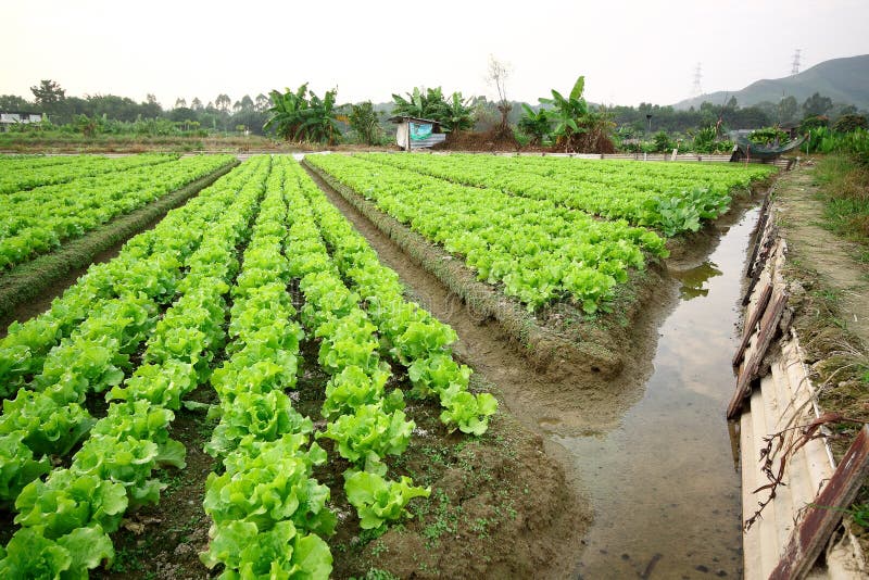 Cultivated Land stock image. Image of cultivate, fertilize - 11488273