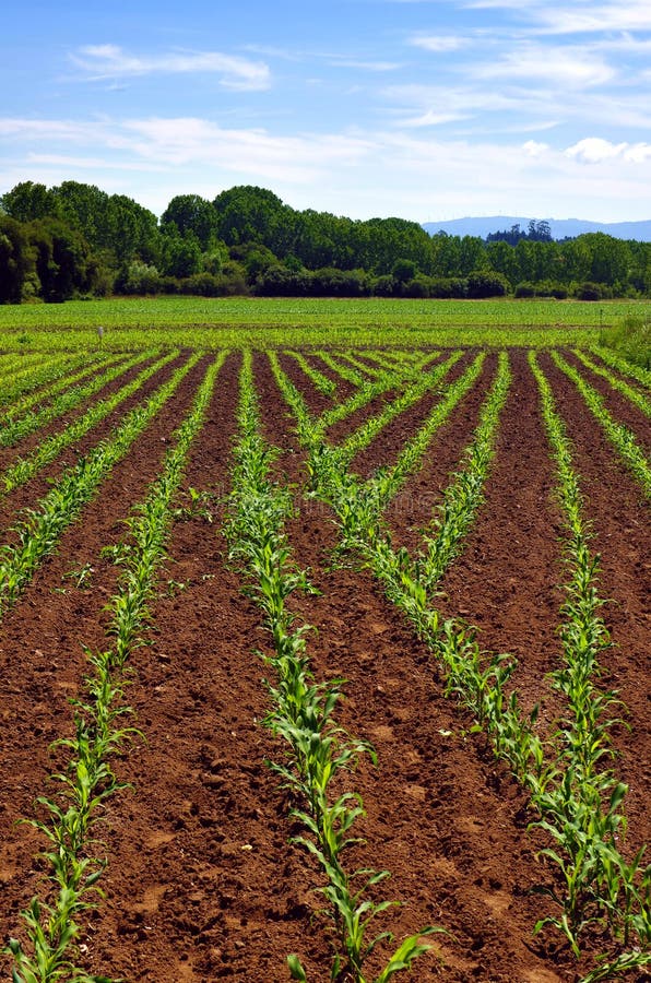 Cultivated Land stock image. Image of cultivate, fertilize - 11488273