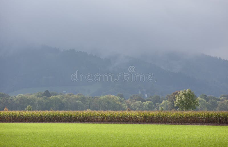 Cultivated Land in Black Forest, Germany Stock Image - Image of ground ...