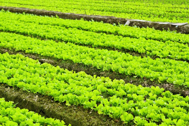 Cultivated Land Plants Stock Images - Download 8,660 Royalty Free Photos