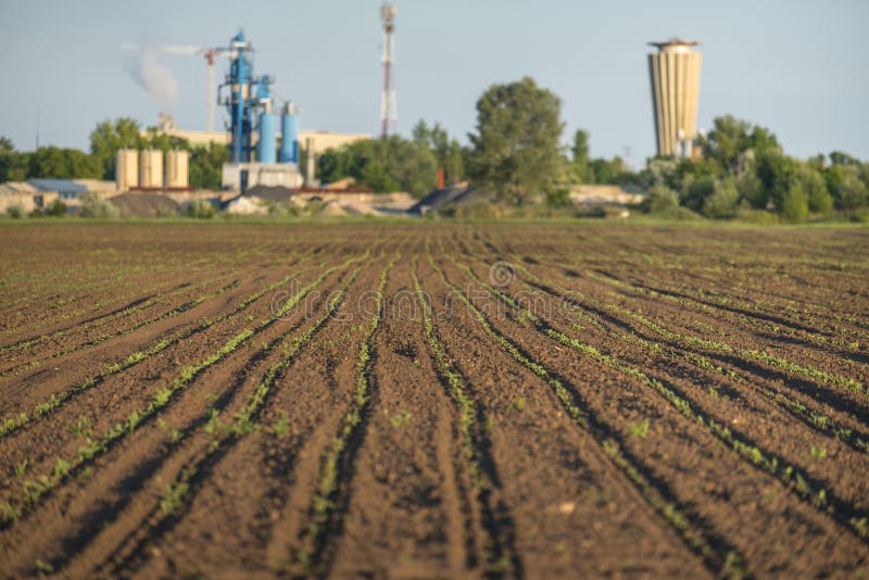 Cultivated Land Plants Stock Images - Download 8,660 Royalty Free Photos