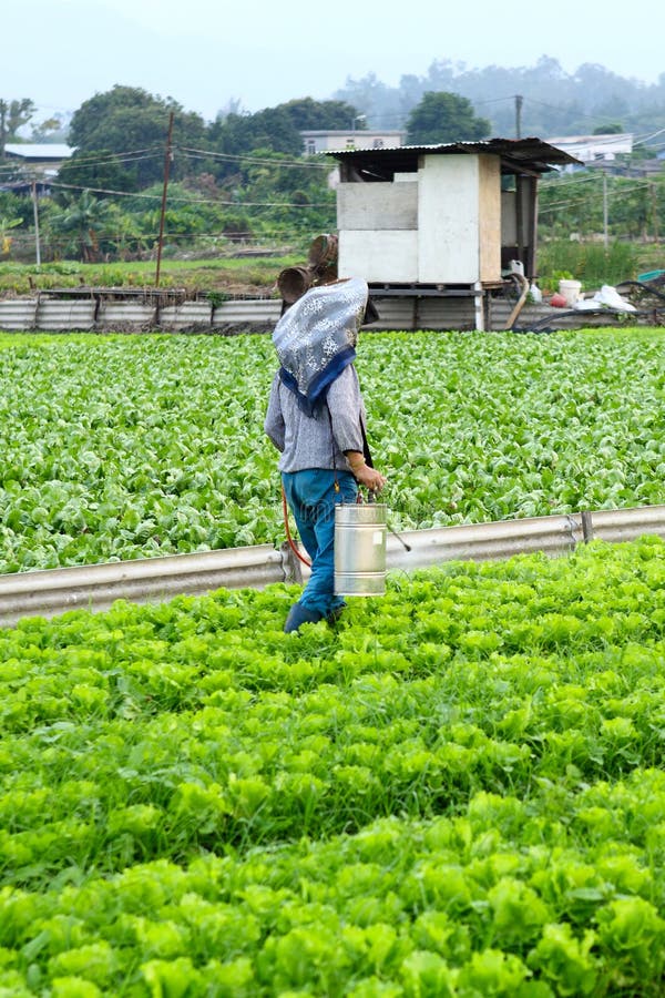 Cultivated Land and Farmer Spraying Stock Photo - Image of farmer ...