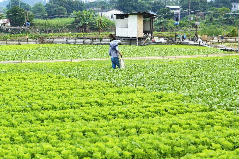 Cultivated Land and Farmer Spraying Stock Photo - Image of crop, green ...