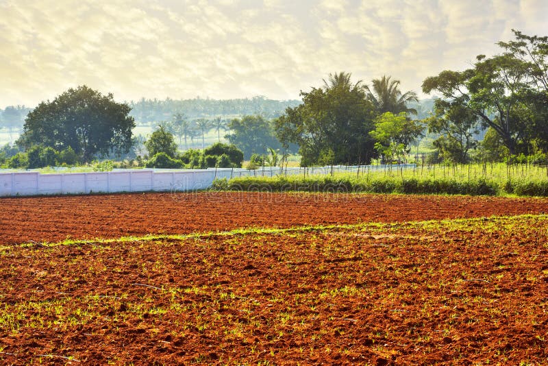 Cultivated land in India stock image. Image of brightly - 103214417