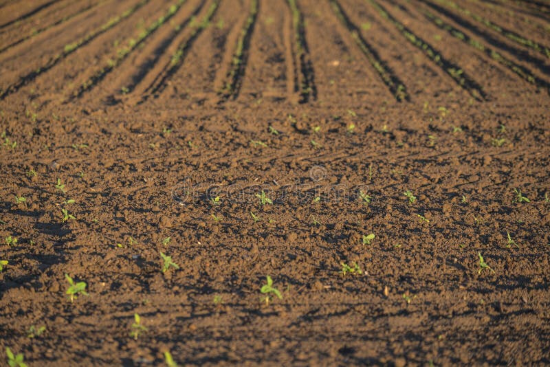Cultivated Land Plants Stock Images - Download 8,660 Royalty Free Photos