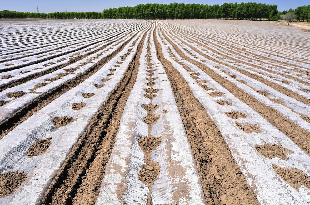 Cultivated Land and Ridges Sets Stock Photo - Image of crop ...