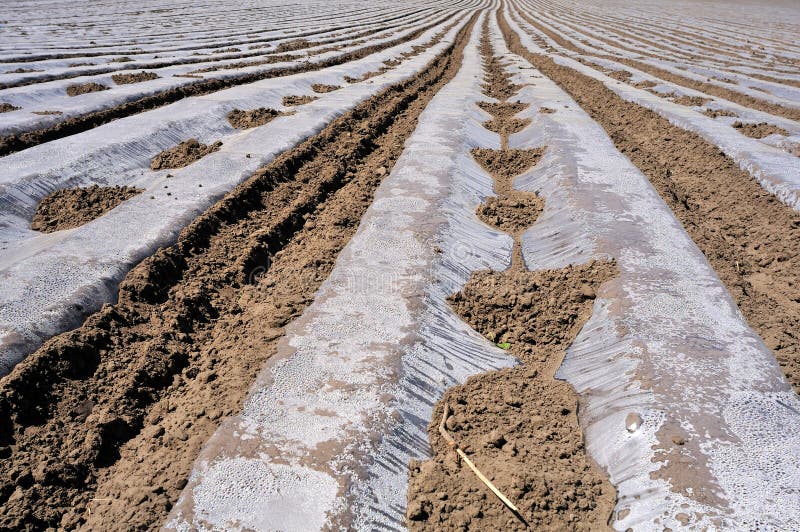 Cultivated Land and Ridges Sets Stock Photo - Image of neat, farmers ...