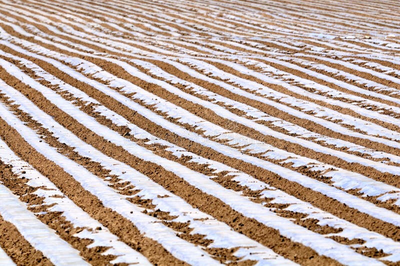 Cultivated Land and Ridges Sets Stock Photo - Image of farmers, arable ...