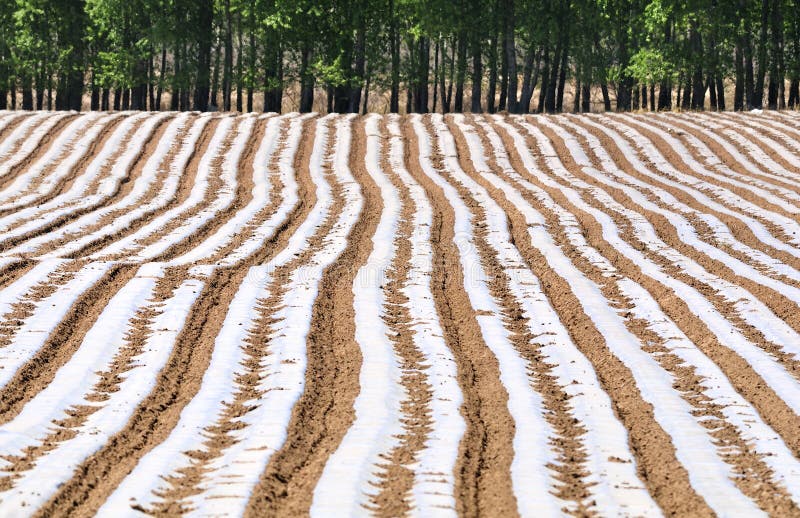 Cultivated Land and Ridges Sets Stock Photo - Image of agriculture ...