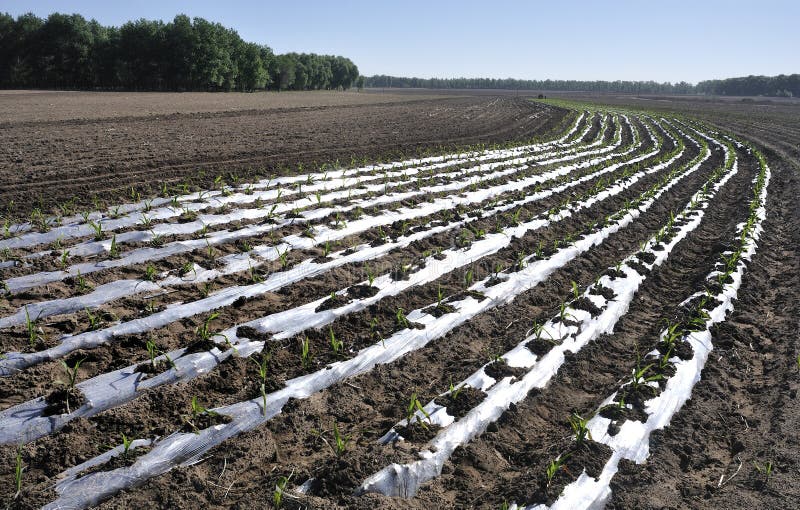 Cultivated Land and Ridges Sets Stock Photo - Image of neat, farmers ...