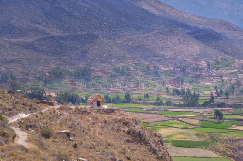 Cultivated Landscape, Colca Canyon Stock Photo - Image of arequipa ...