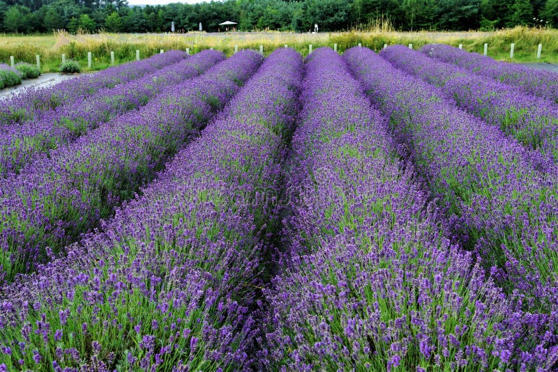 Lavender Field, in North Yorkshire, England. Stock Image - Image of ...