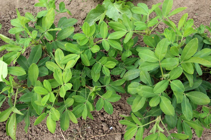 Cultivated Peanut (Arachis Hypogaea) Grows in Open Ground Stock Image ...