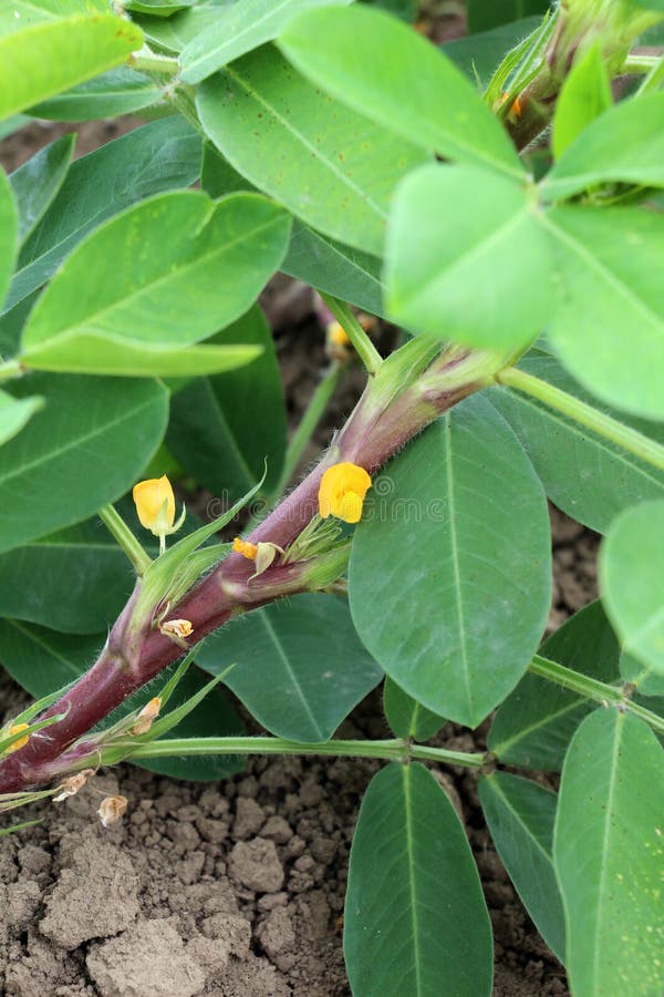 Arachis Hypogaea - Organic Japanese Peanuts in the Bowl Stock Photo ...