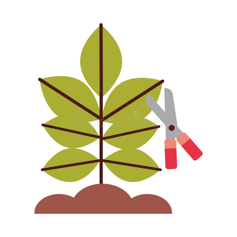 Cultivated Plant with Scissors Stock Vector - Illustration of scissors ...