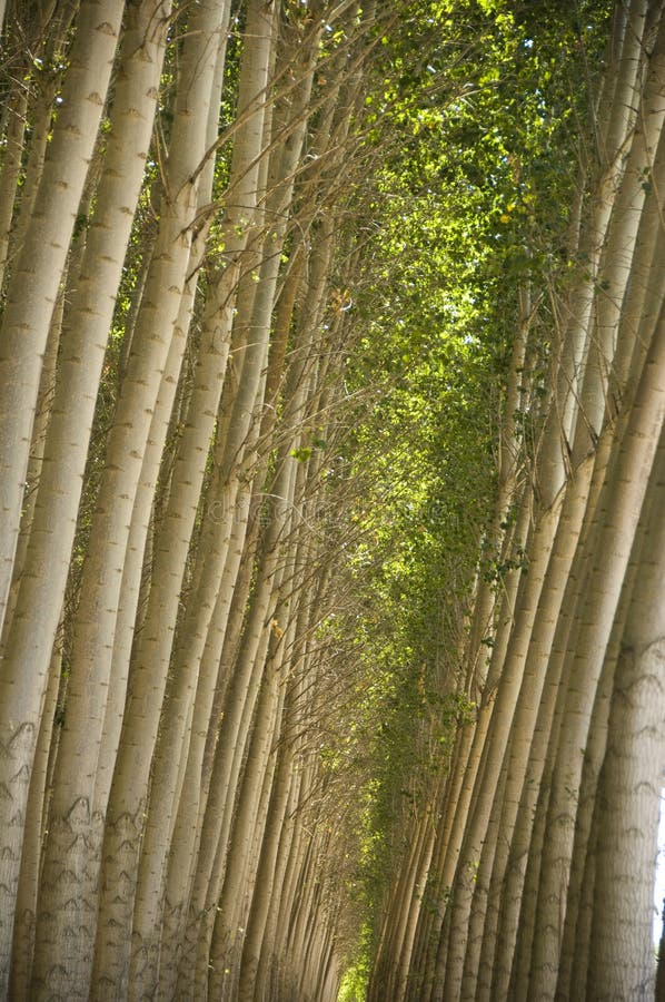 Cultivated poplar trees. stock image. Image of pulp, tree - 7171277