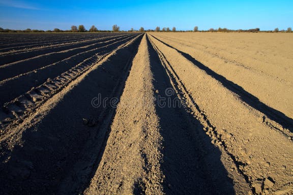 Cultivated Potato Field in Spring Time Stock Photo - Image of sunrise ...