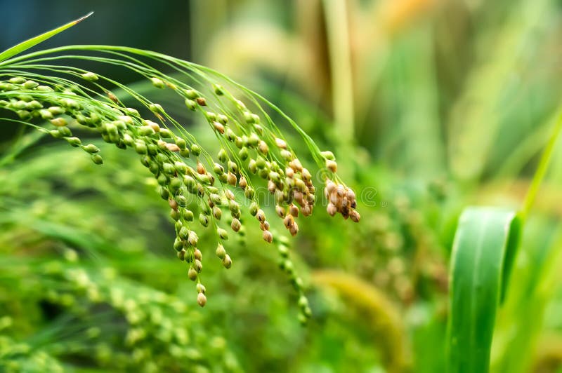 266 Proso Millet Plant Photos - Free & Royalty-Free Stock Photos from ...