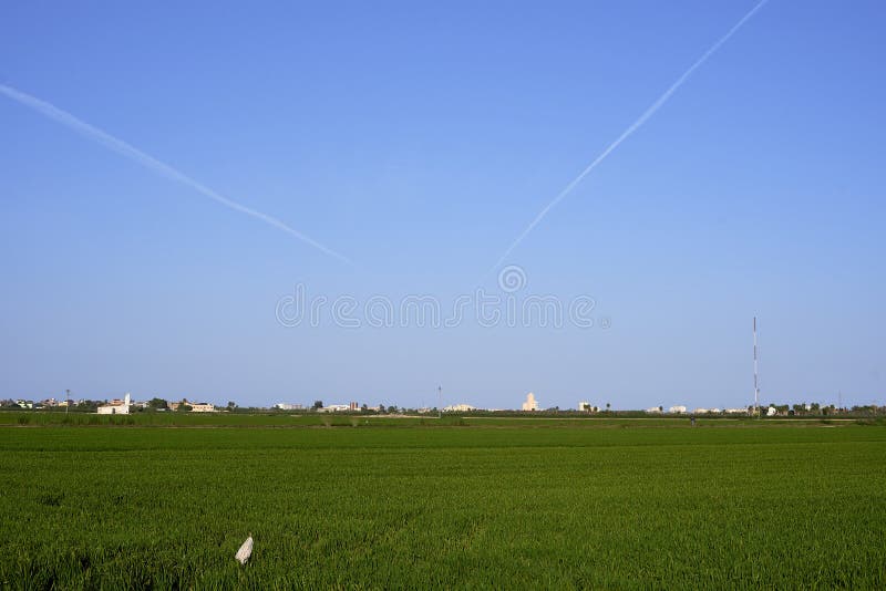 Cultivated Rice Fields with Illuminated Stock Photo - Image of ...