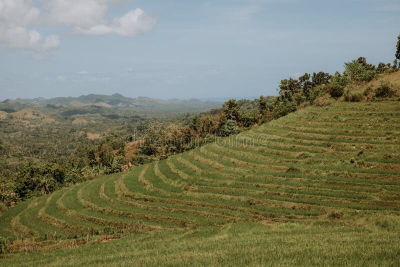 Cultivated Rice Terraces on the Island of Bohol in the Philippines ...