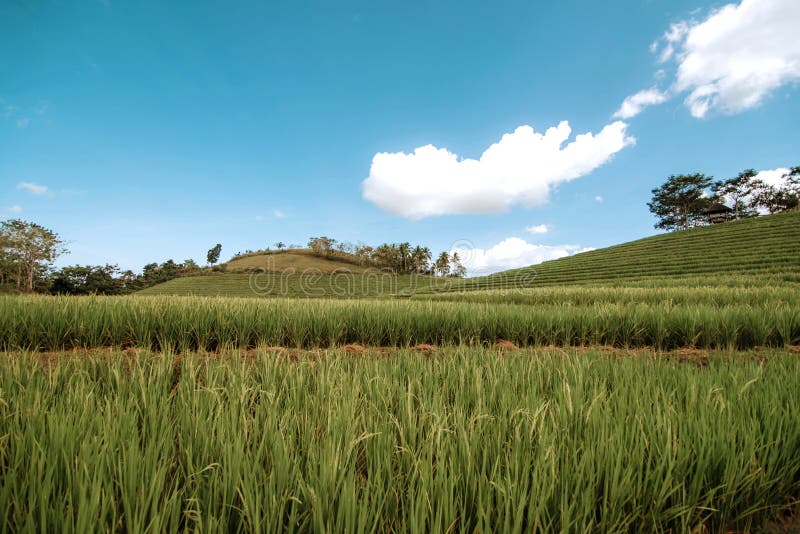 Cultivated Rice Terraces on the Island of Bohol in the Philippines ...