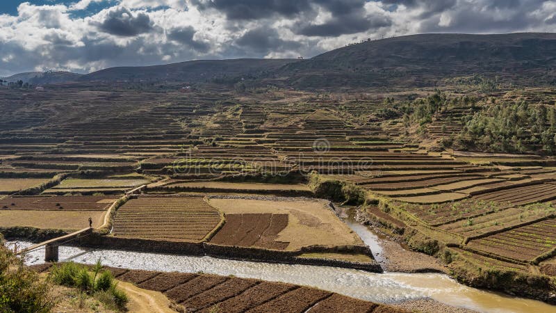 Cultivated Rice Terraces Run Down the Hillside. Madagascar. Stock Photo ...