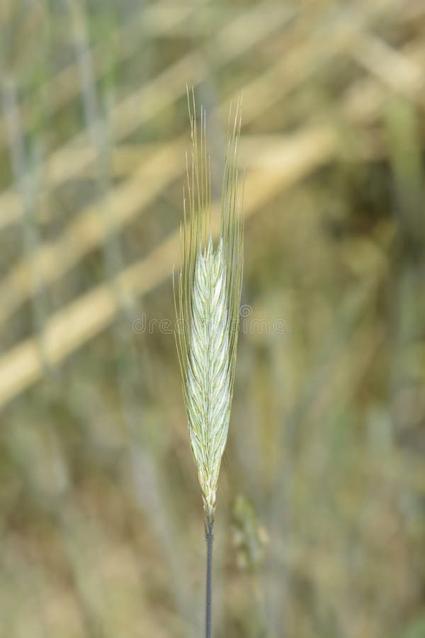 Rye stock photo. Image of plant, seeds, green, outdoors - 250797060