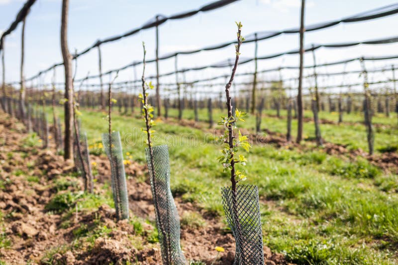 Cultivated Sapling Trees with Protective Netting at Spring Stock Image ...
